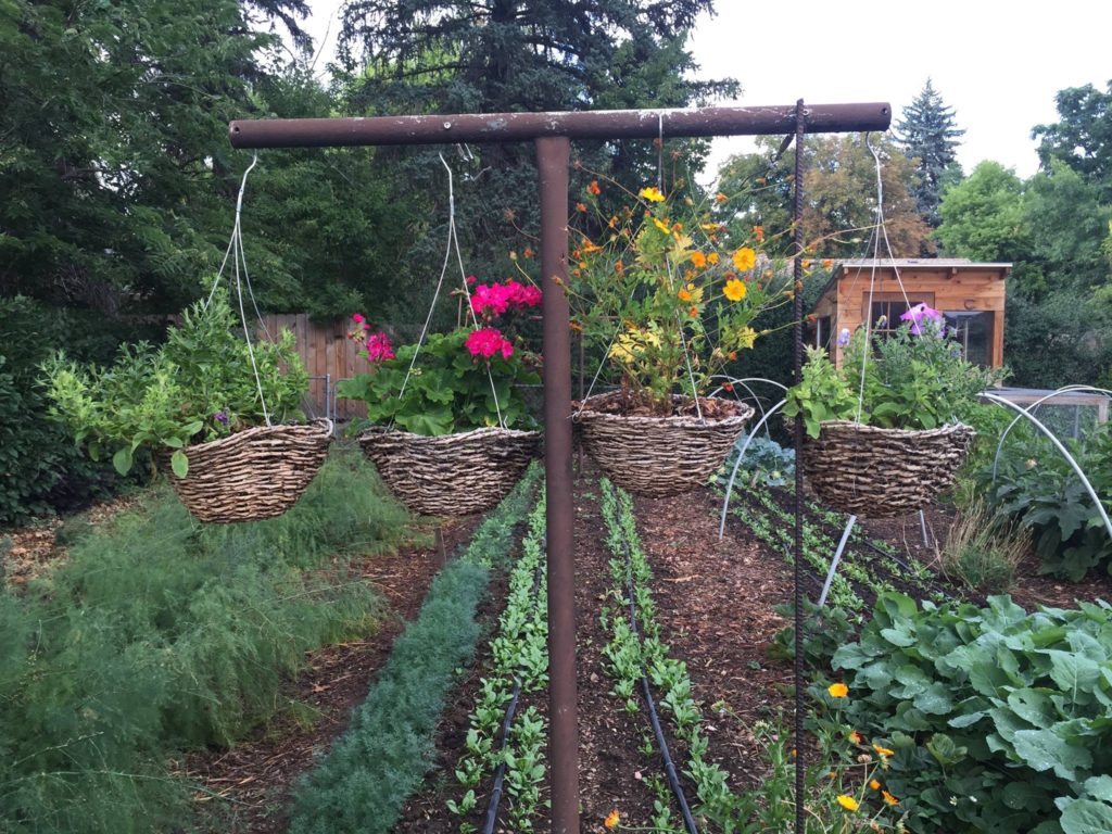 29 Ways to Homestead Wherever You Are Starting Today! - Think About Now